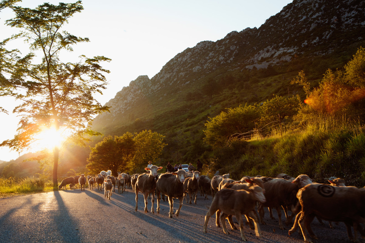 Sheep Transhumance in the French Alps - Photographer South of France ...