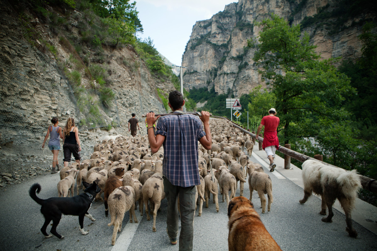 Sheep Transhumance in the French Alps - Photographer South of France ...